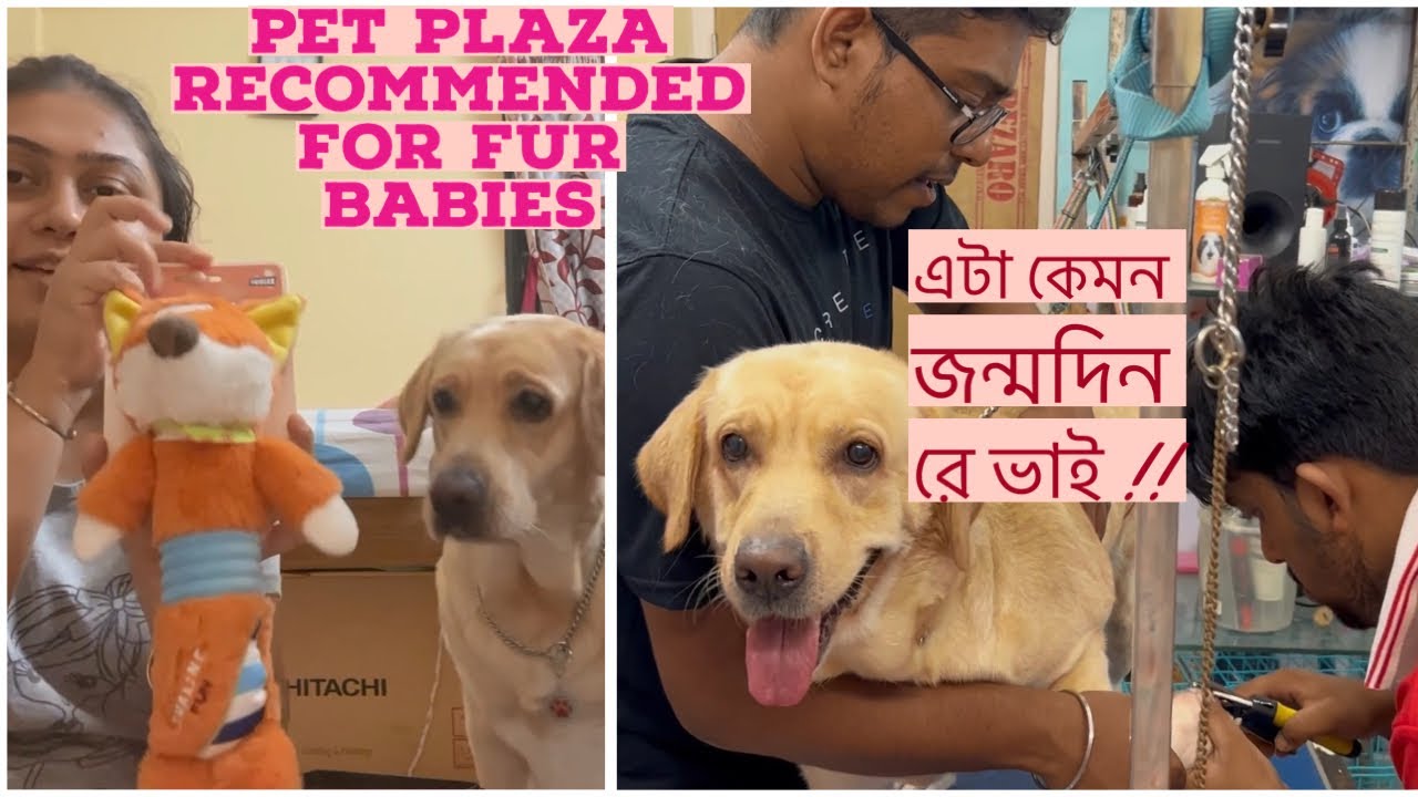 ALEXA r GROOMING || PET PLAZA NEW ALIPORE || IN ALEXA'S VOICE || DOG GROOMING FOR BEGINNERS ...