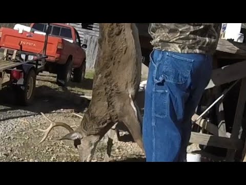 How to Clean and Process a Deer! [[How to Age Your Deer Meat]] - YouTube