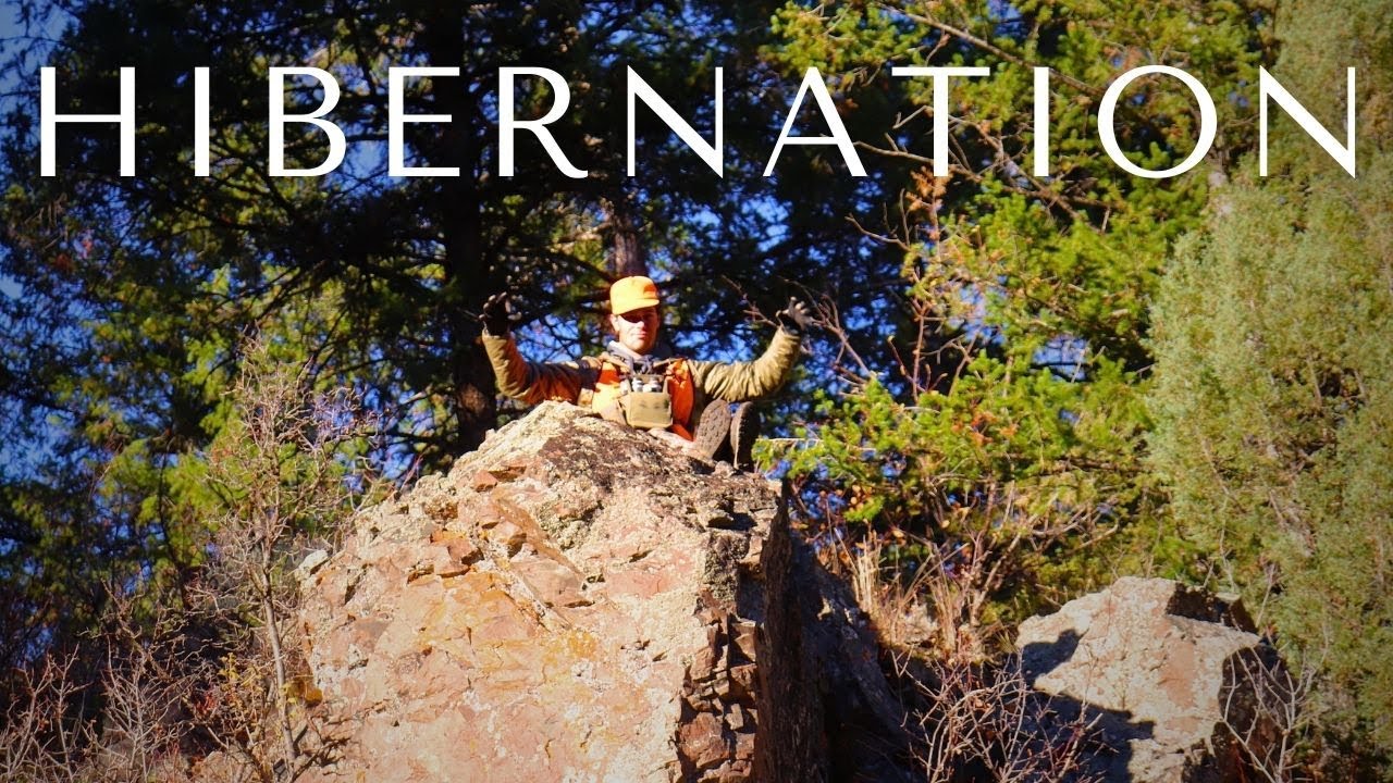 HIBERNATION | Colorado Fall Bear Hunt - YouTube