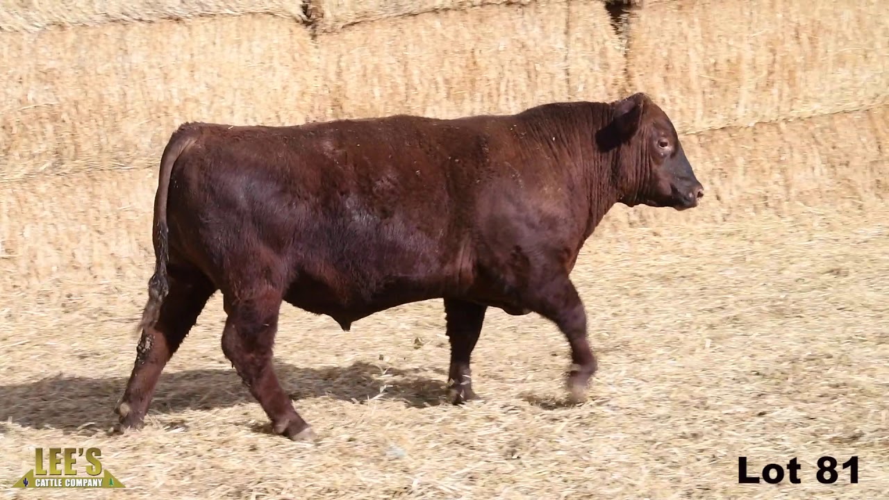 Lee Cattle Co 2020 Lot 81 - YouTube