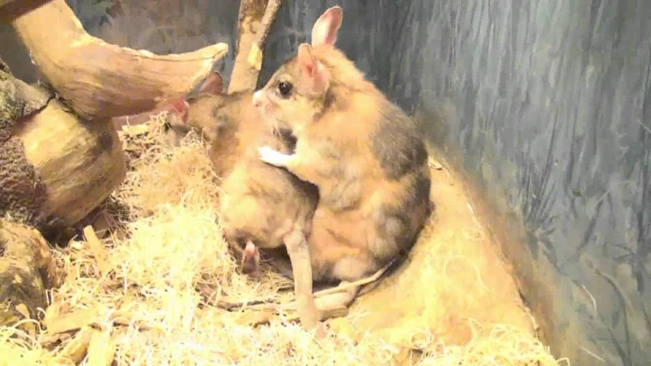 Philadelphia Zoo Madagascar Giant Jumping Rats - Lights Still On - YouTube