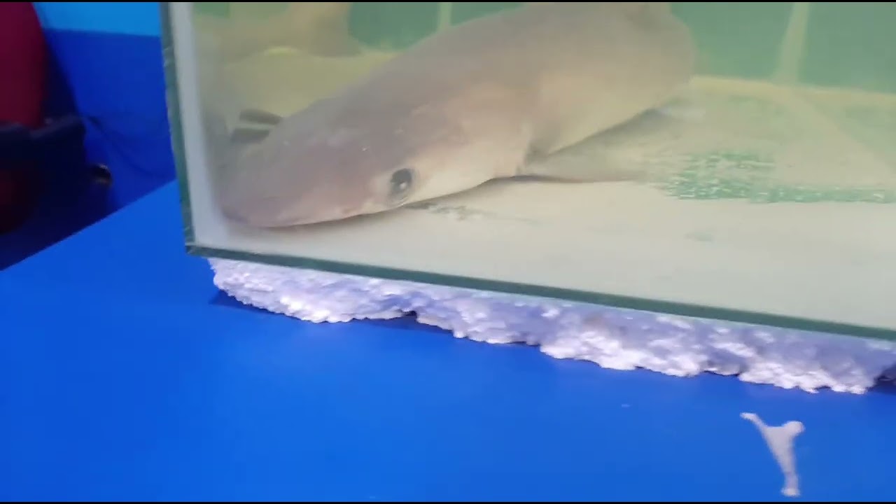 Real Shark Baby in Pondicherry Museum - YouTube
