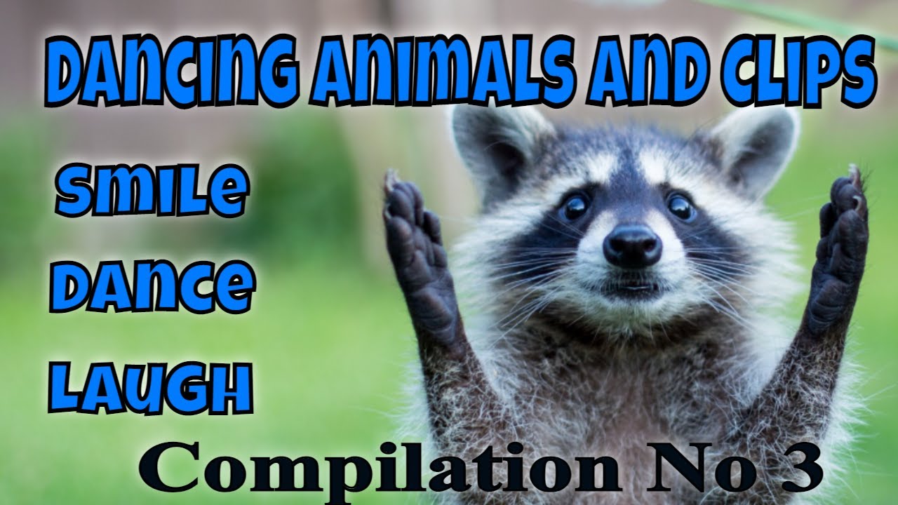 Fun Dancing Animals and Clips!! Sure to Bring A Smile and Laughter As ...