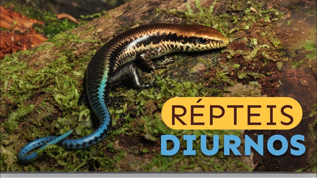 CALANGO-LISO | Monitoramento de Fauna - YouTube