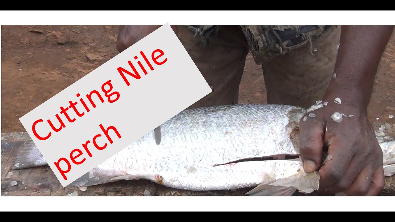 Fish cutting skills for Nile perch in a large Lake Victoria. Big Fish ...
