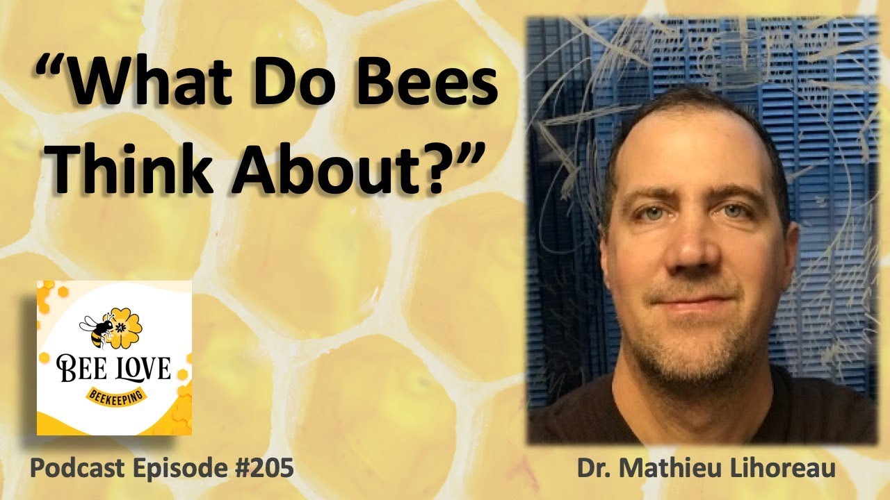 "What Do Bees Think About," Bee Beds, and Bee QR Codes - It's all about ...