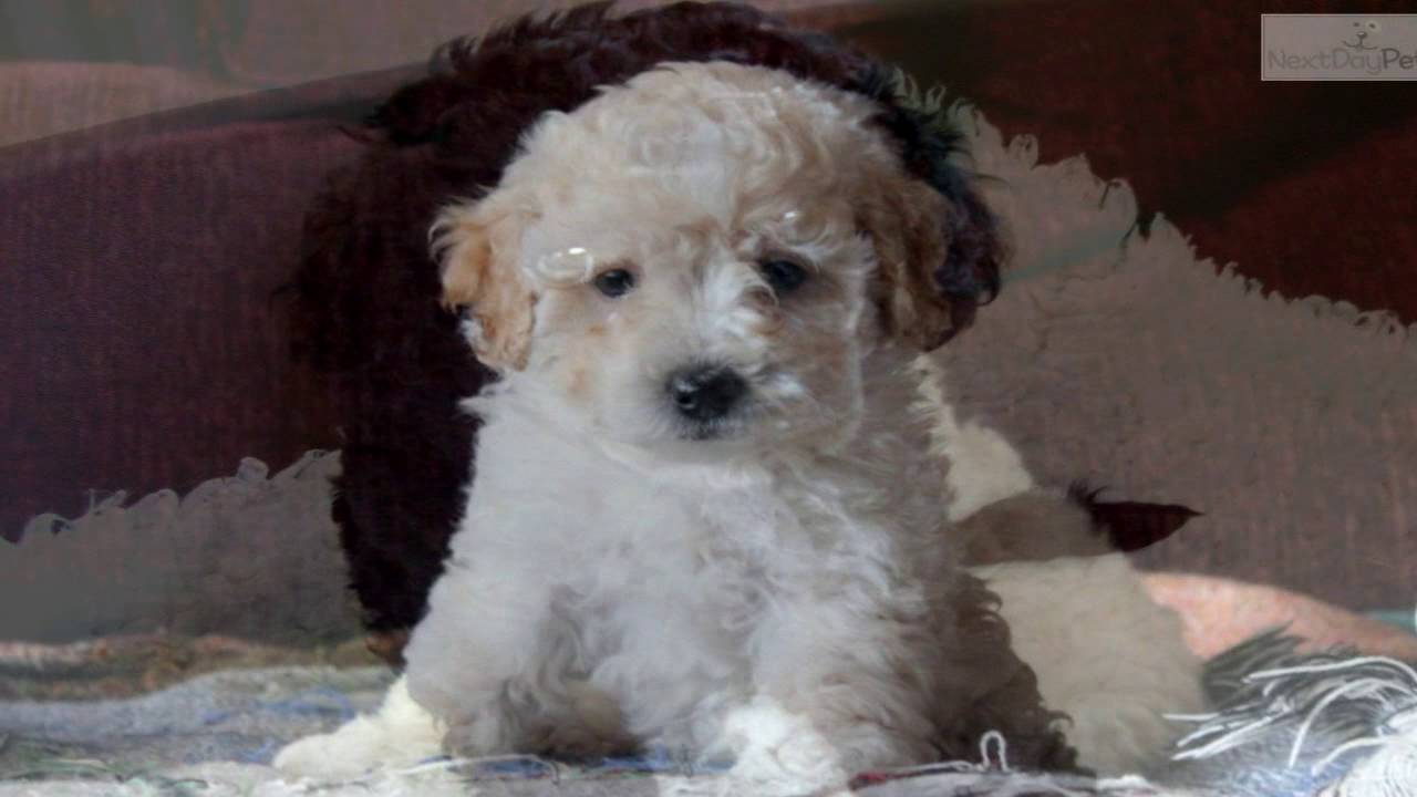 Miniature Poodle Parasite Prevention - YouTube