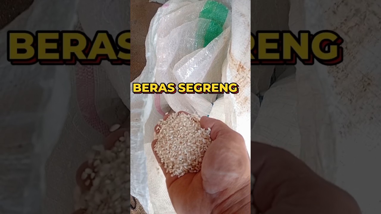 PANEN PADI LANGSUNG DIGILING JADI BERAS - YouTube
