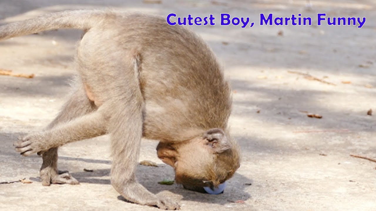 Adorable & Cute Baby Boy Monkey Martin Happy To Live And Stay With ...