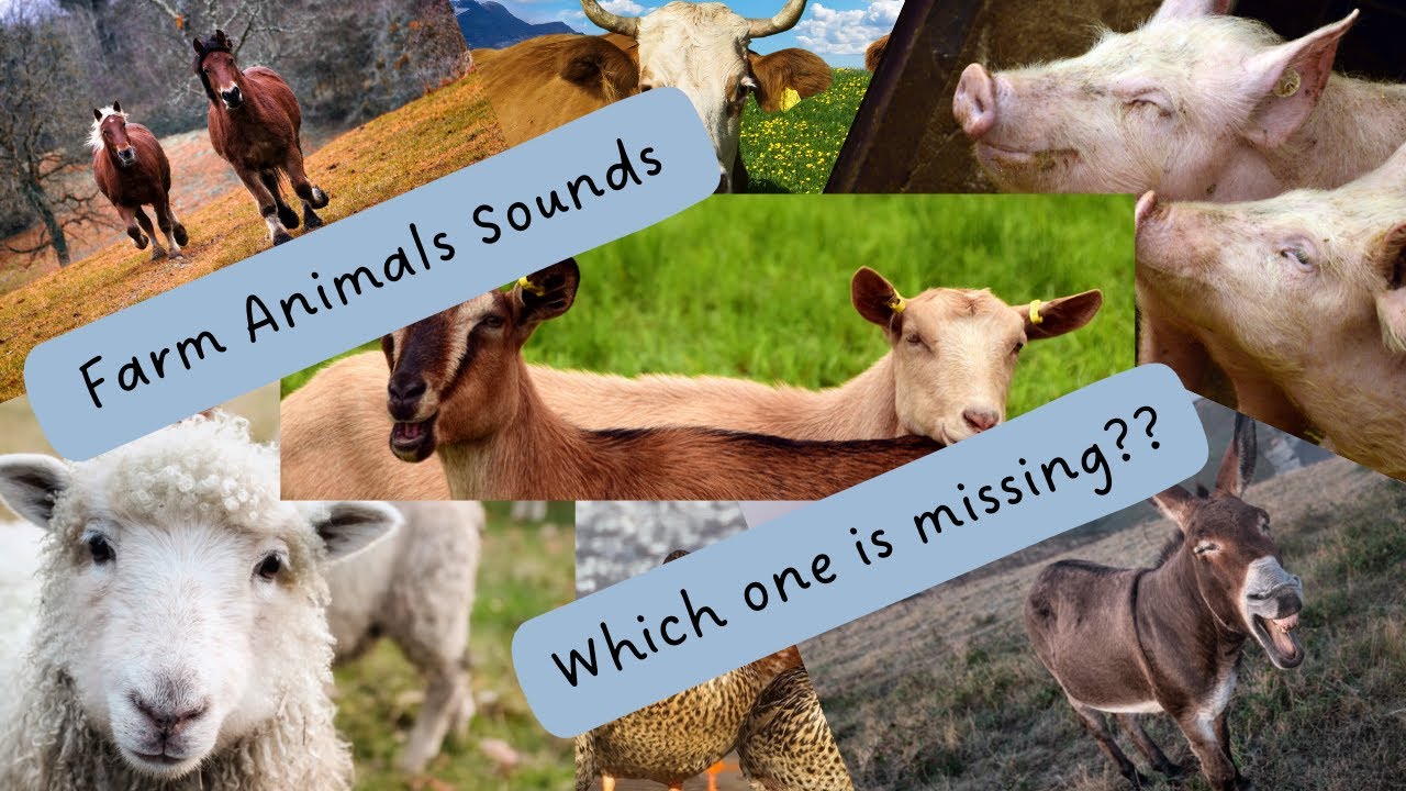 Farm animal sounds - 12 most know farm animals and their sounds - YouTube