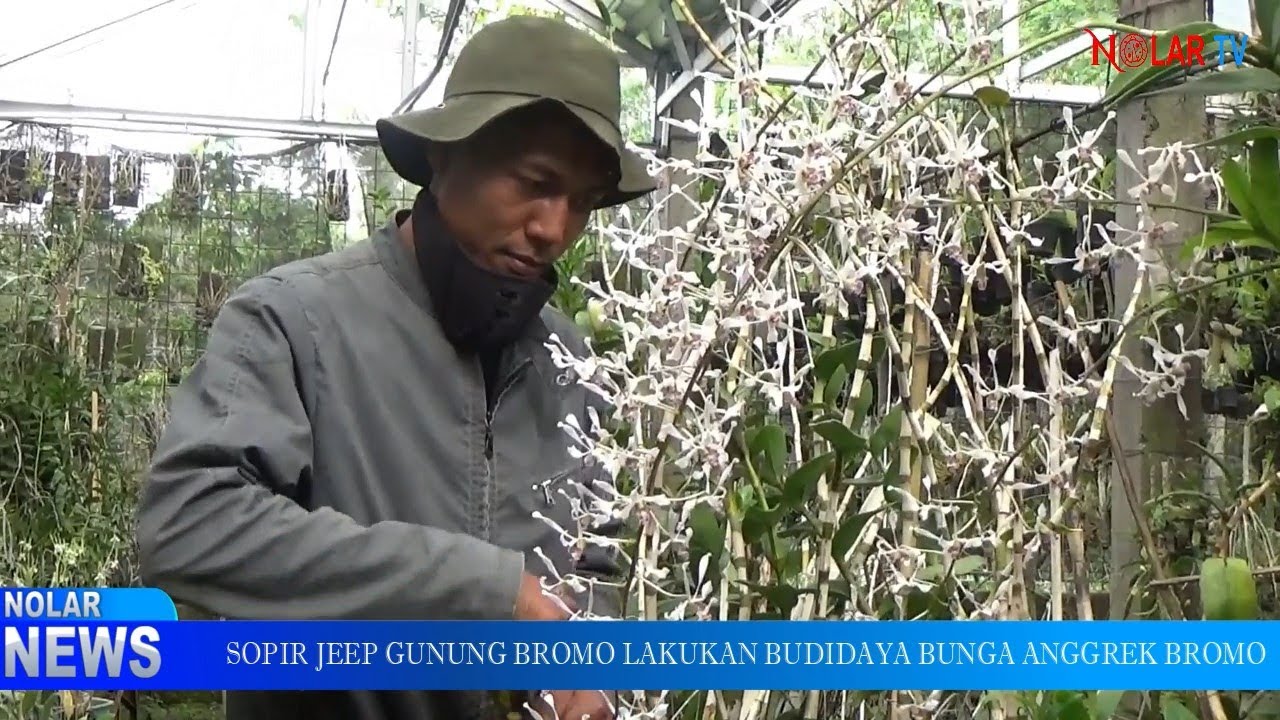 PROBOLINGGO | BUDIDAYA BUNGA ANGGREK GUNUNG BROMO - YouTube