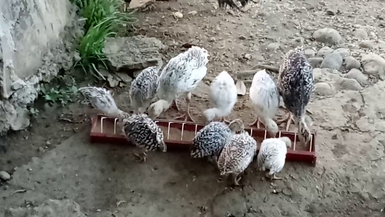 Usapang Pabo, ano ang kaibahan nito sa ibang hayop? - YouTube