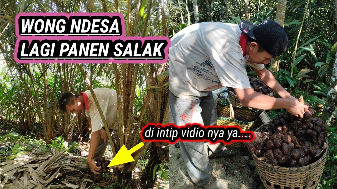 Kegiatan panen petani salak - YouTube