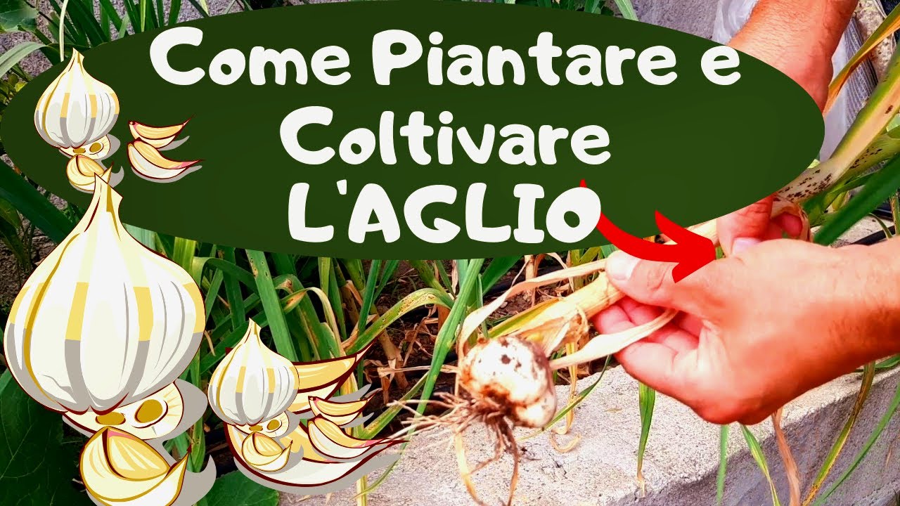 Come E Quando Piantare E Coltivare L' Aglio - DALLA SEMINA ALLA ...