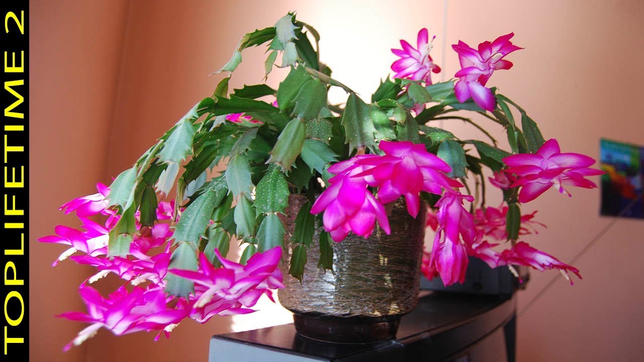 14 Cactus Colgantes Increíblemente Bellos - YouTube