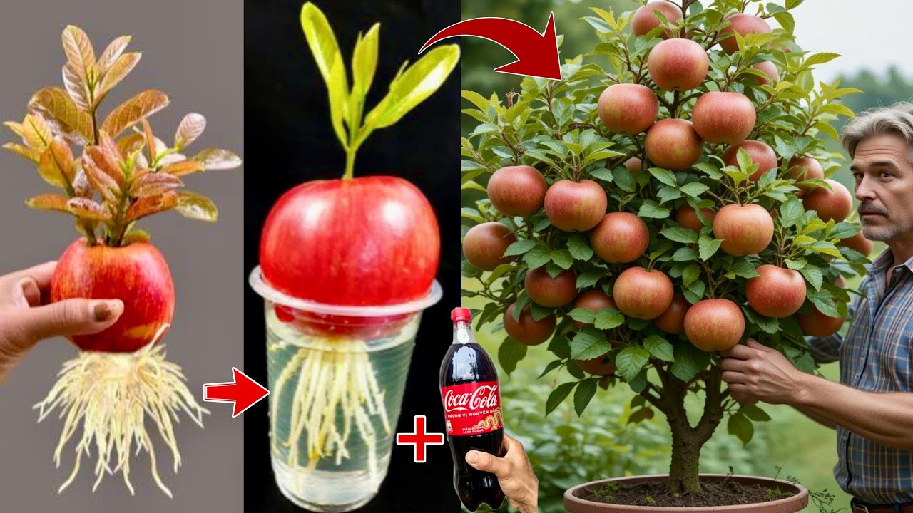 A new way to grow apple trees from apple using Coca Cola produces fruit quickly in a short time ...