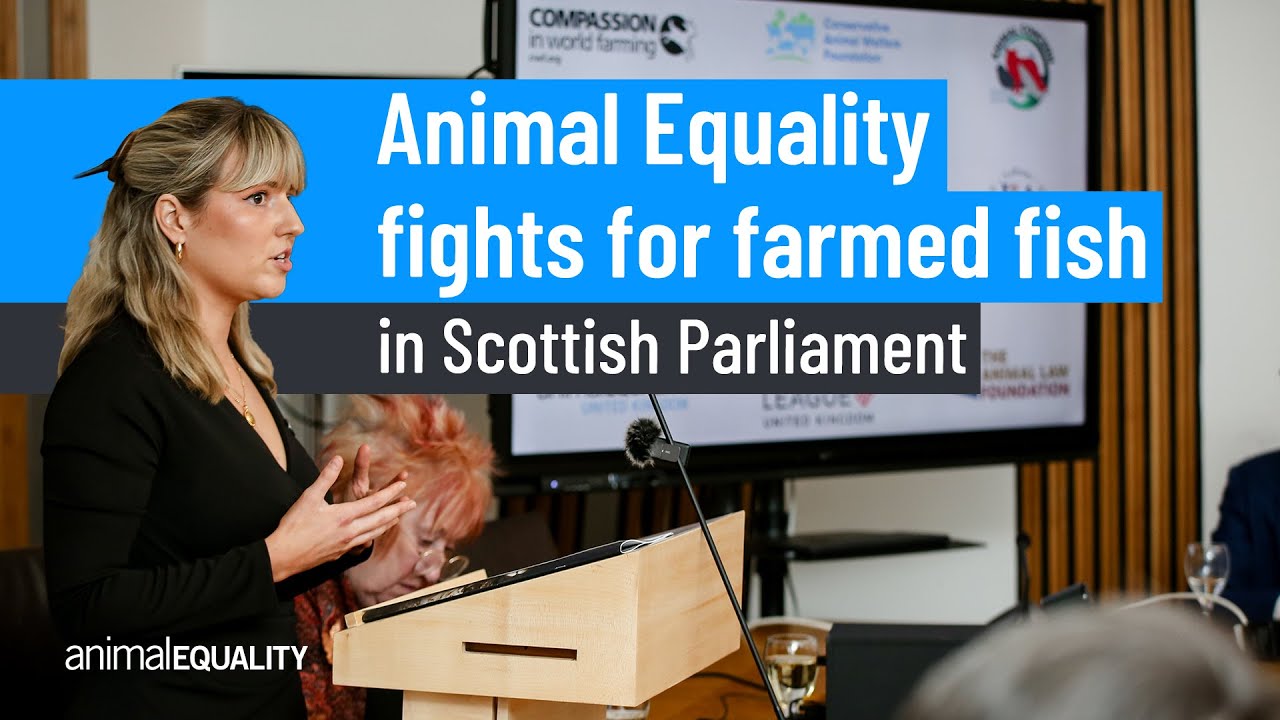 Animal Equality UK Demands Stronger Legal Protections for Farmed Fish ...