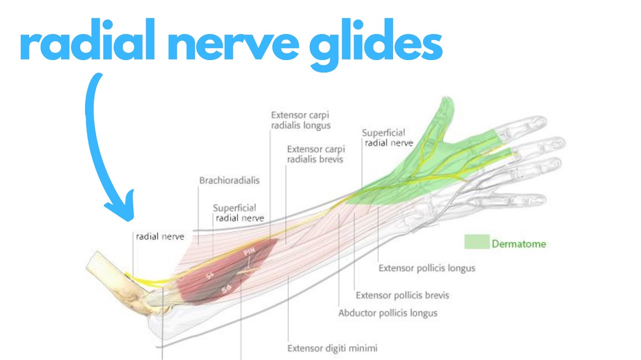 Radial Nerve Glides: Easy to Advanced+ - YouTube