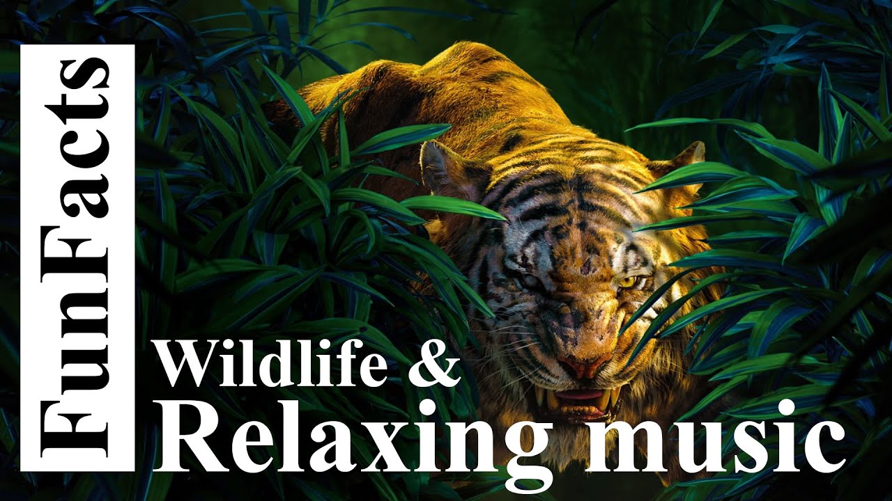 Wildlife and relaxing music - YouTube