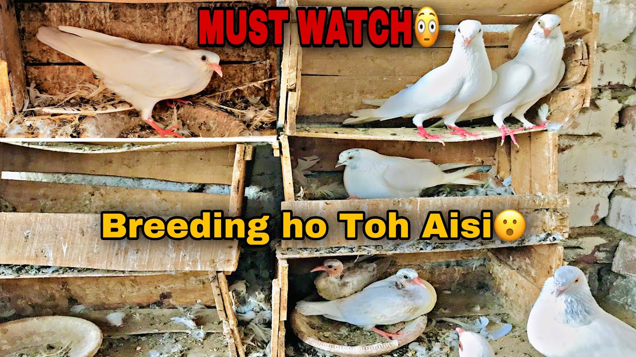 Kabootro ki Behtreen Breeding Progress By || Kabootar Bazi in Hyderabad ...