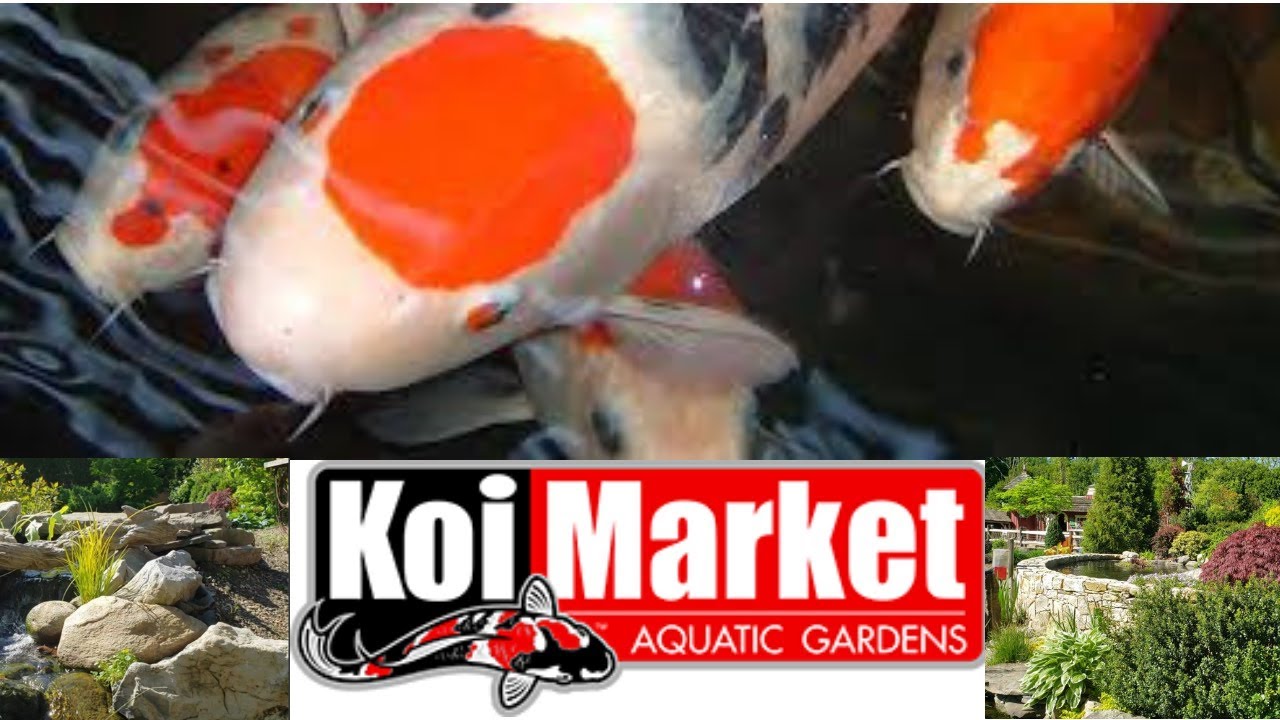 Koi, Goldfish & Outdoor Ponds | Koi Market | Home and Gardening | Pond ...