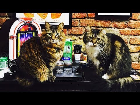 Prague's BEST Cat Café! We Visit Kavárna Kočičí - YouTube