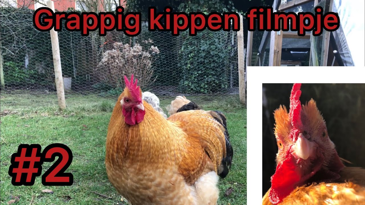 Grappig kippen filmpje #2 - YouTube