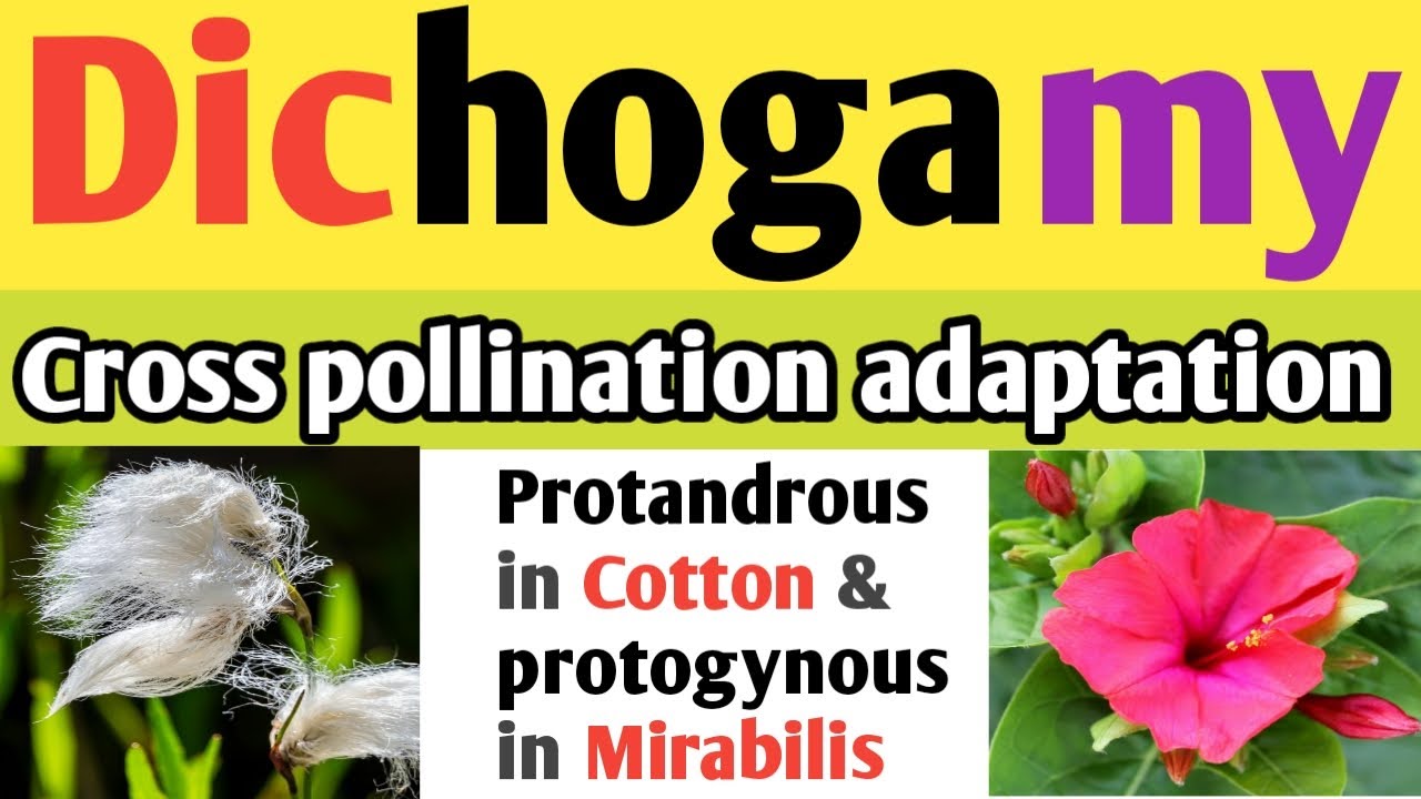 Dichogamy | Protandrous in cotton | Protogynous in mirabilis ...