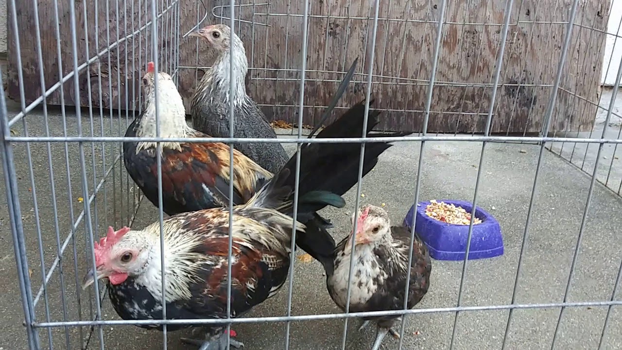 Young Miniature gamefowl - YouTube