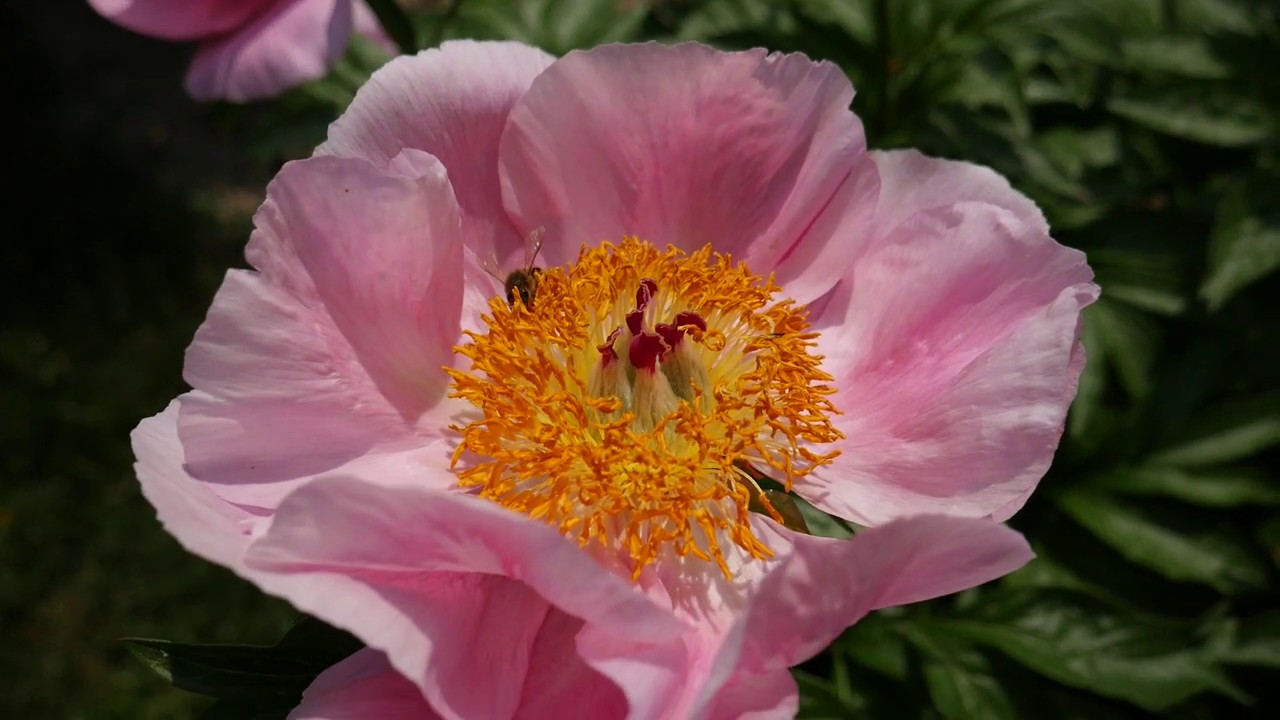 ROSELETTE - PeonyMAX.com - YouTube