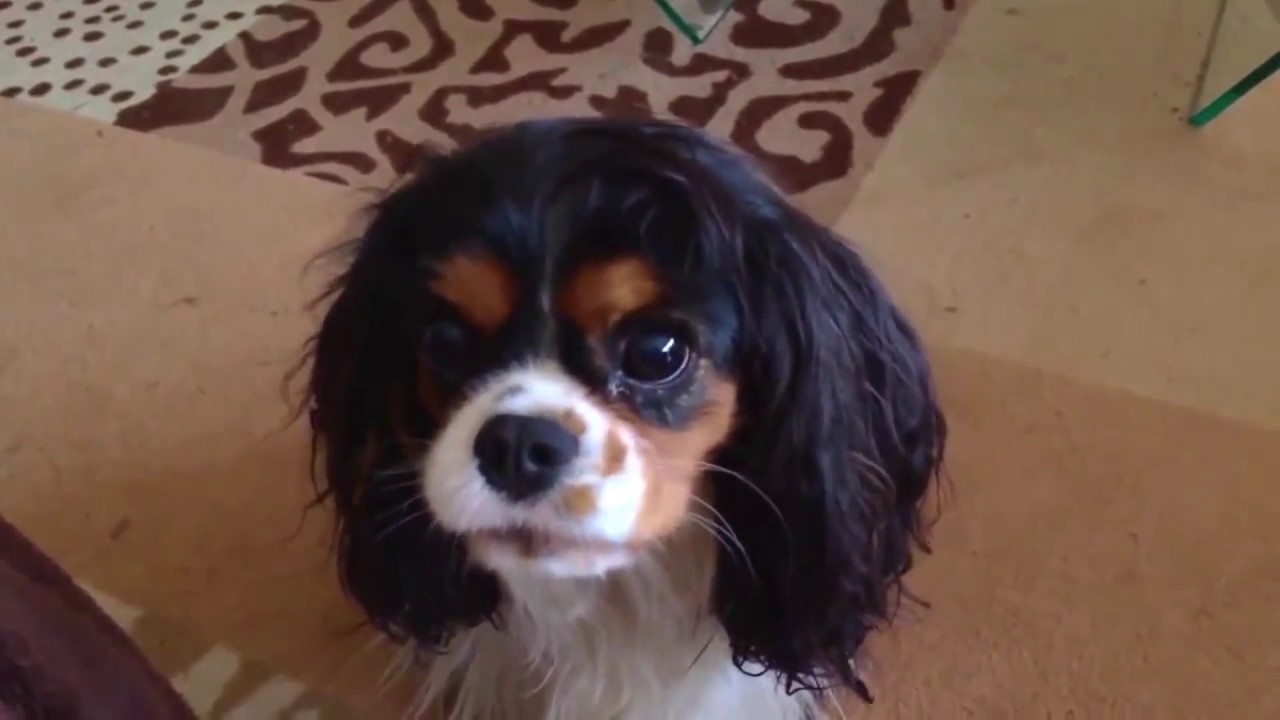 Funny videos 2016 | Funny talking cats and dogs - YouTube