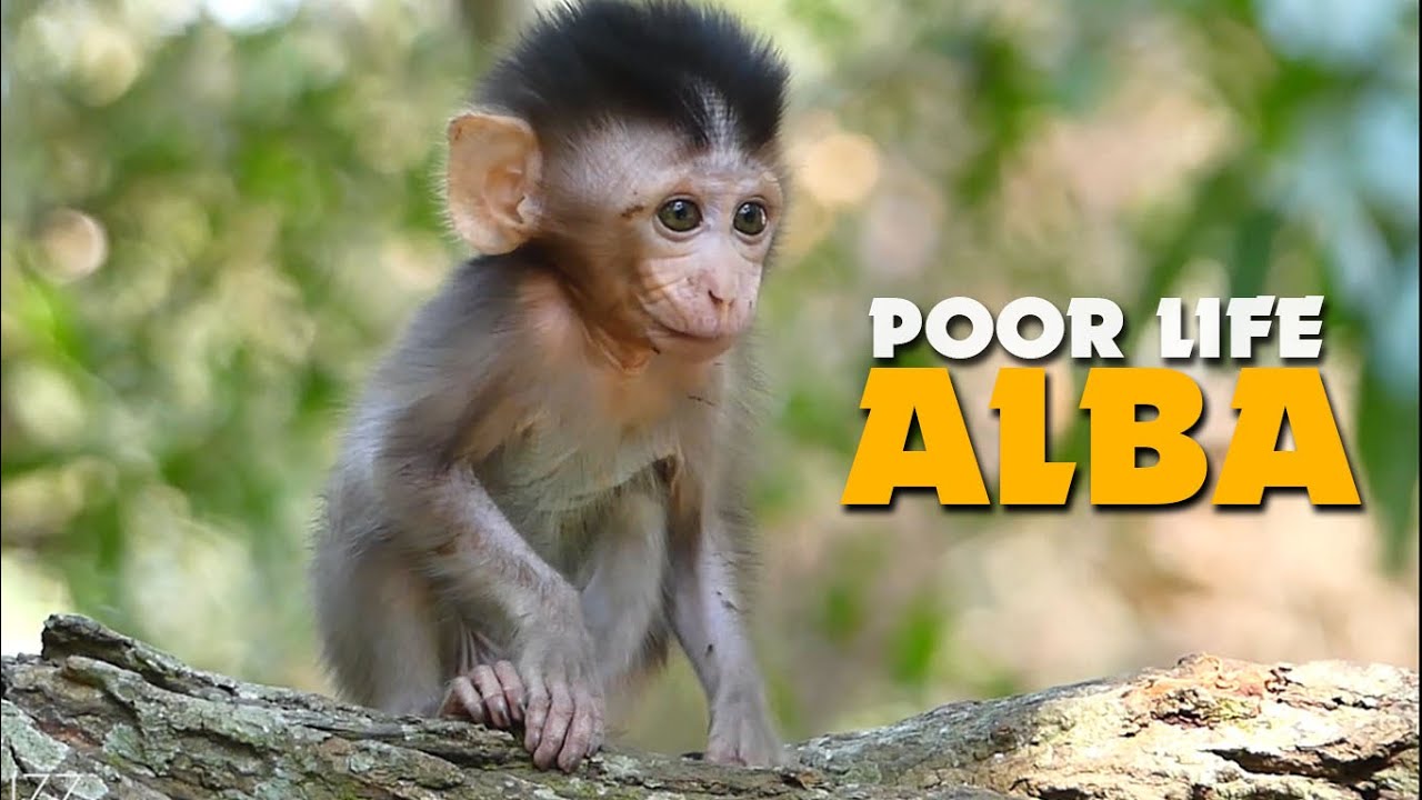 Trillion Pity Alba So Skinny Show Hungry Face All The Time - Poor Life ...