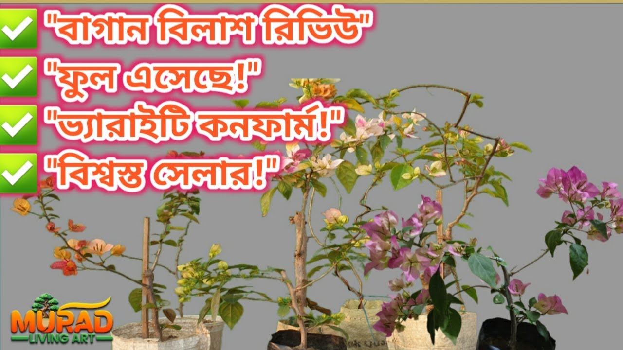 বাগান বিলাস || Bougainvillea Flowers and Reviews || Bougainvillea ...
