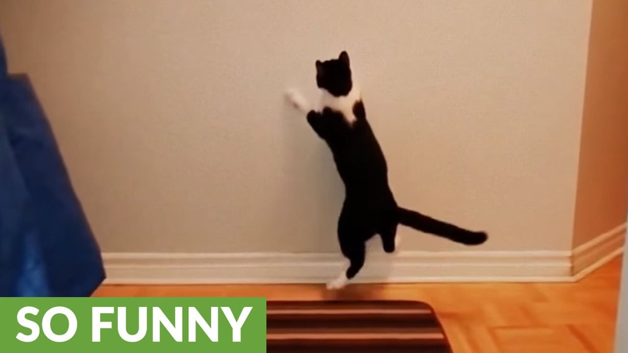 Watch this cat's impressive vertical leap in slow motion! - YouTube