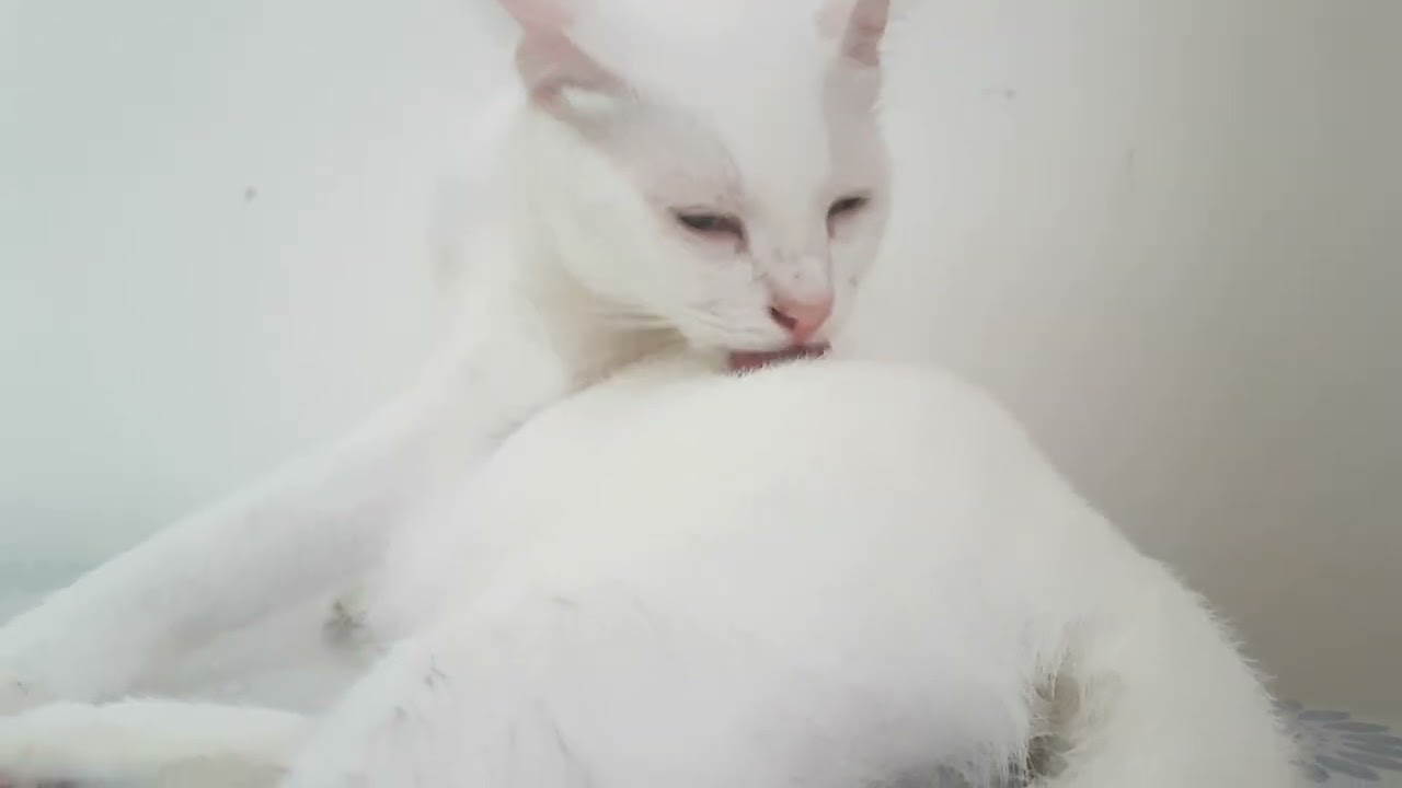 ASMR Cat Grooming / Kitty Grooming Itself - YouTube
