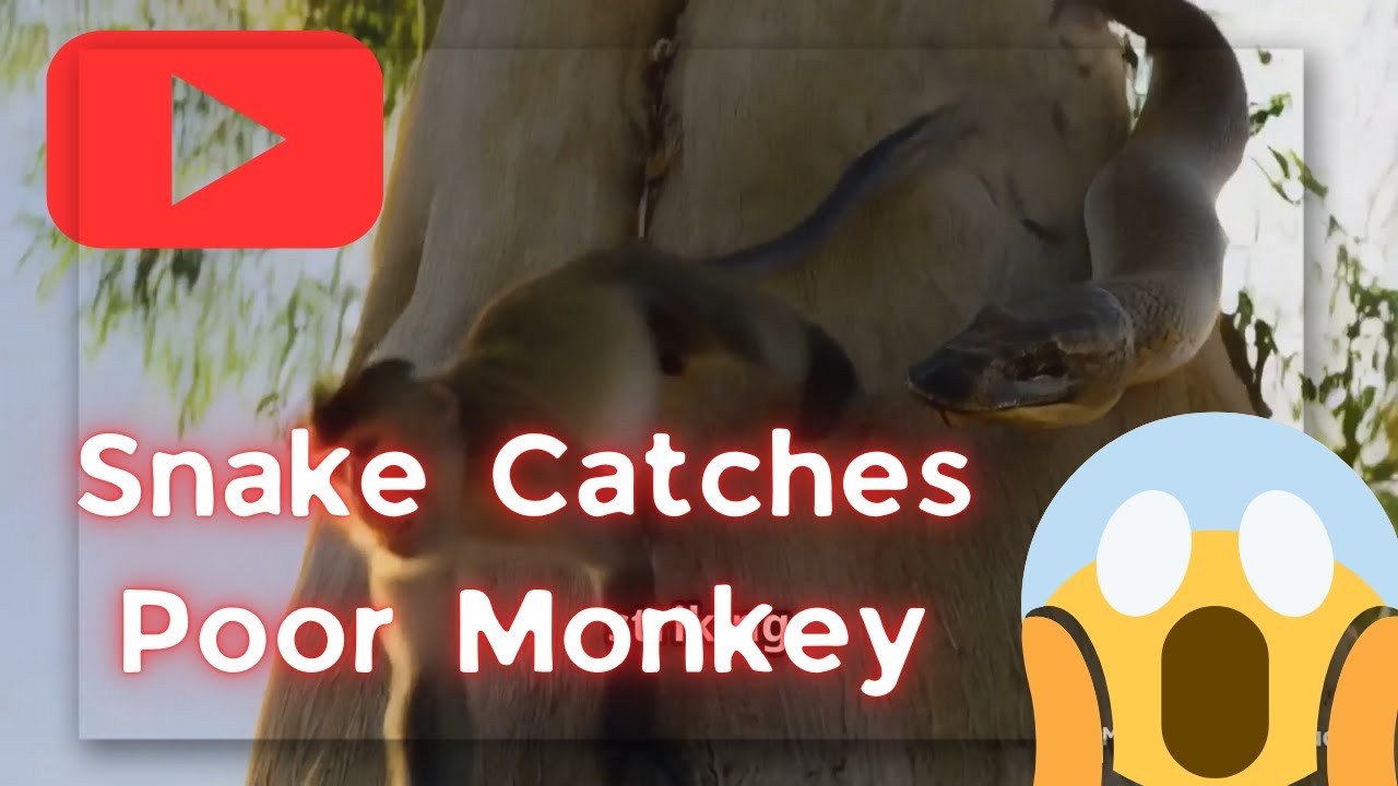 👀 Epic Showdown: Snake vs Monkey - Who Will Survive? 👀 - YouTube