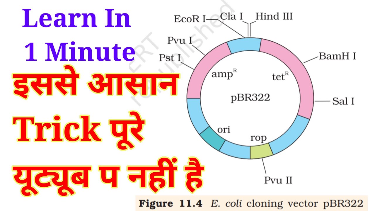 pBR322 Plasmid Vector Super Easy Trick | Class 12 Biotechnology - YouTube