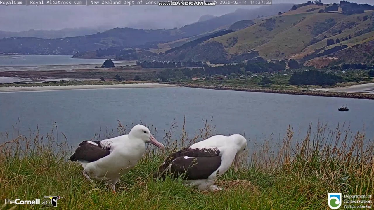 NZ Northern royal albatross 14 02 2020 4 - YouTube