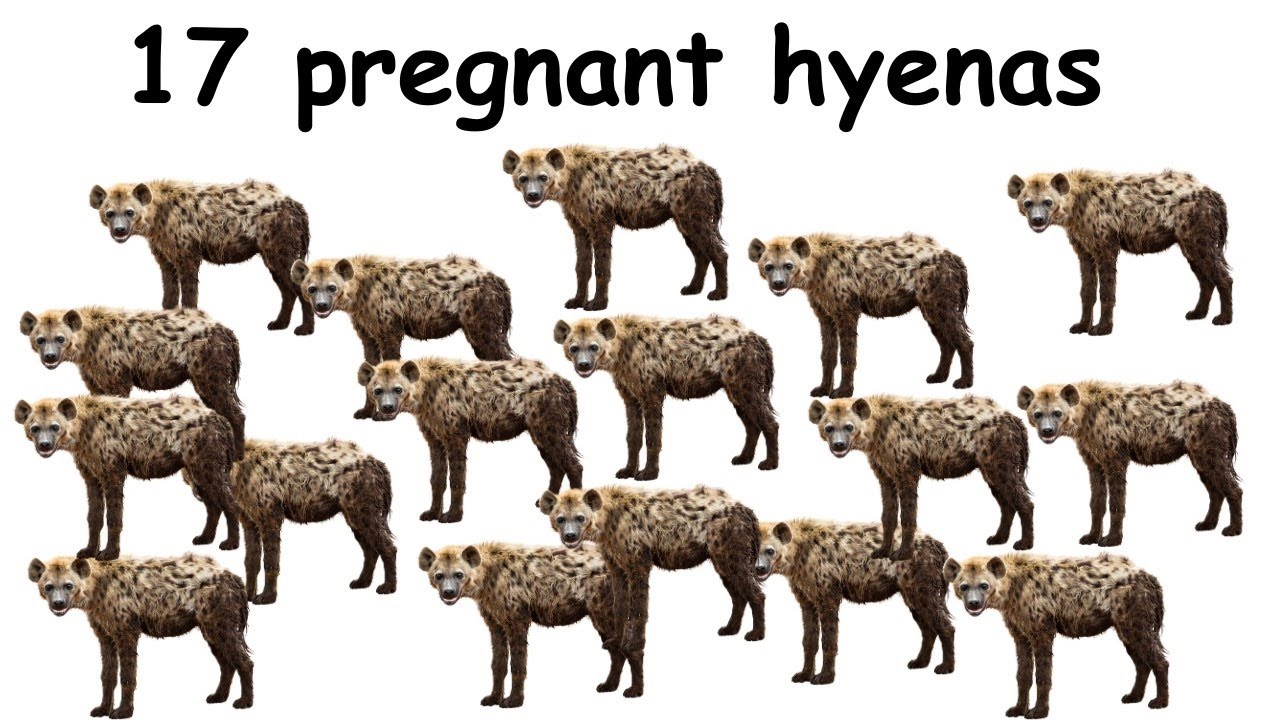 cart ride into 17 pregant hyneas - YouTube
