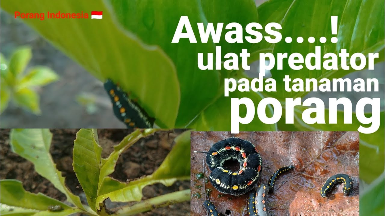 Awas....! Ulat predator pada tanaman Porang - YouTube