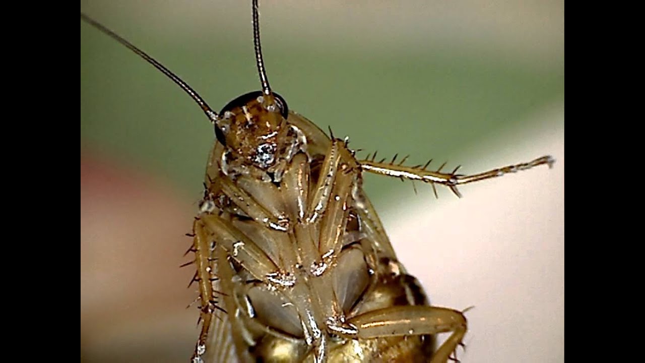 Тест DigiMicro 2.0 - YouTube