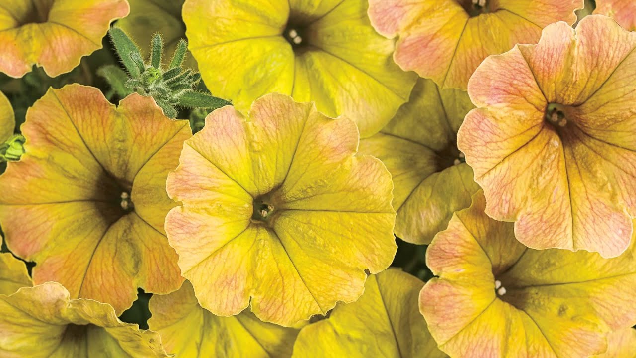 Supertunia® Honey Petunia from Proven Winners - YouTube