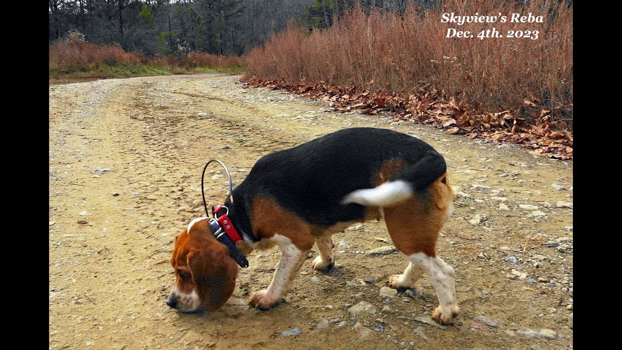 Skyview's Beagles Rabbit Hunting And AKC Field Trials - YouTube