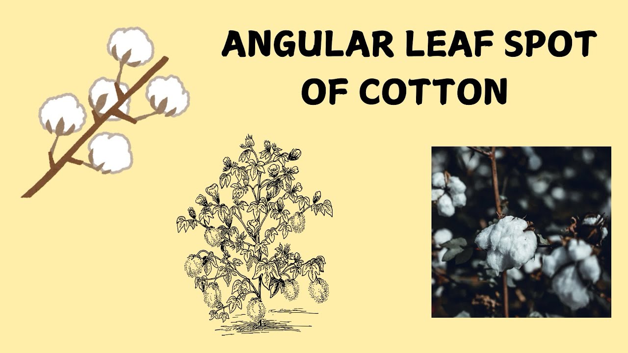 Angular Leaf spot of cotton | Plant pathology - YouTube
