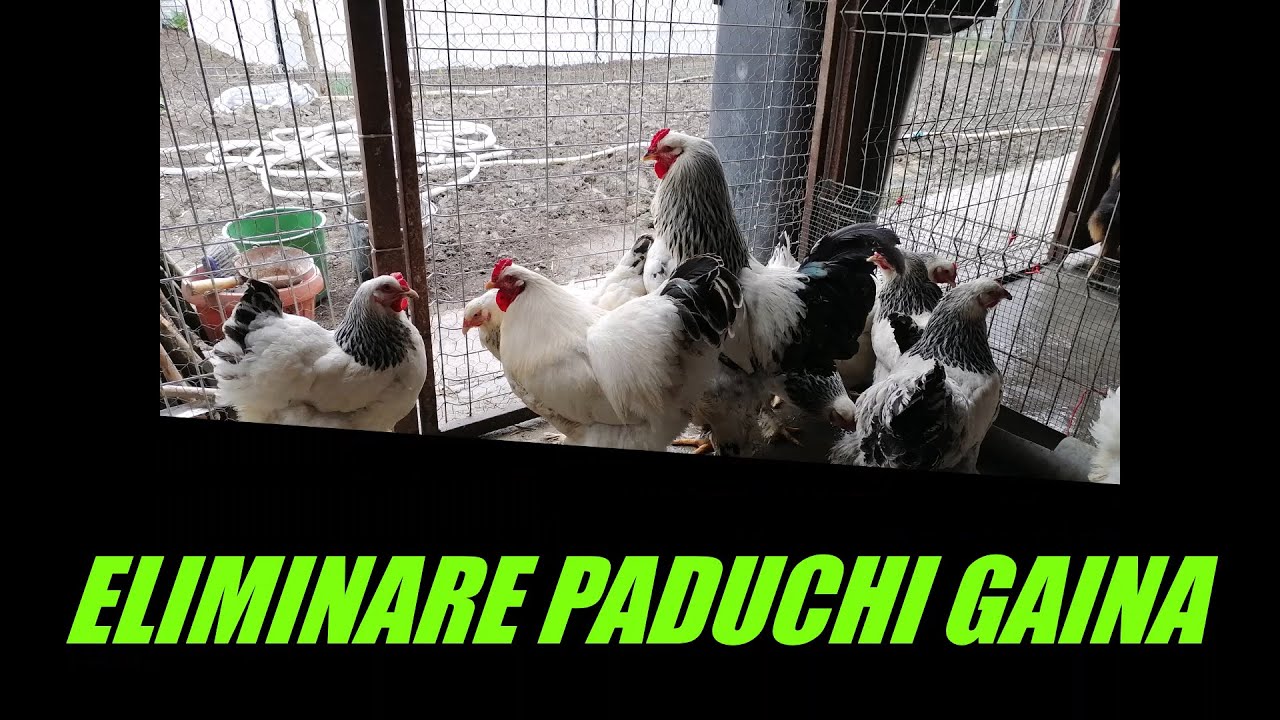 PADUCHI DE GAINA - ELIMINARE,DEZINSECTIE ADAPOST PASARI !!!#chicken ...