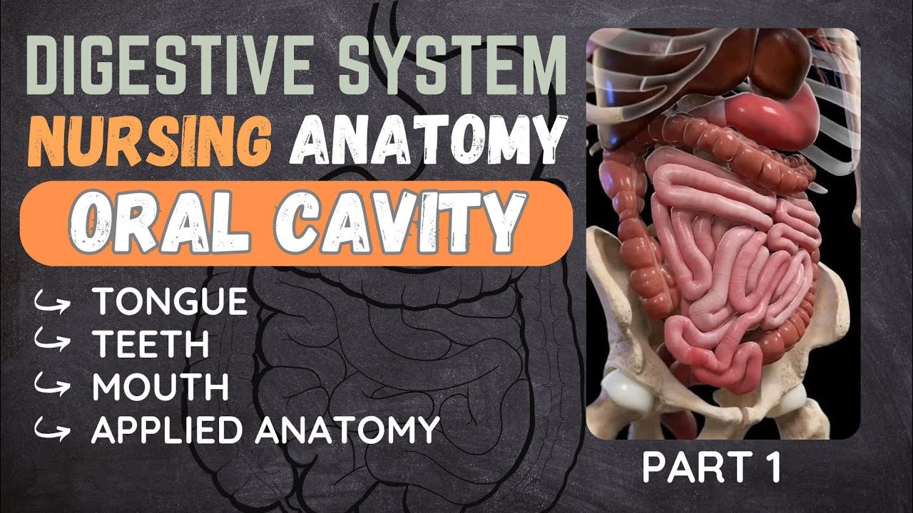 Digestive system: Part 1 Oral cavity:mouth, teeth, tongue.BSc. nursing👩 ...