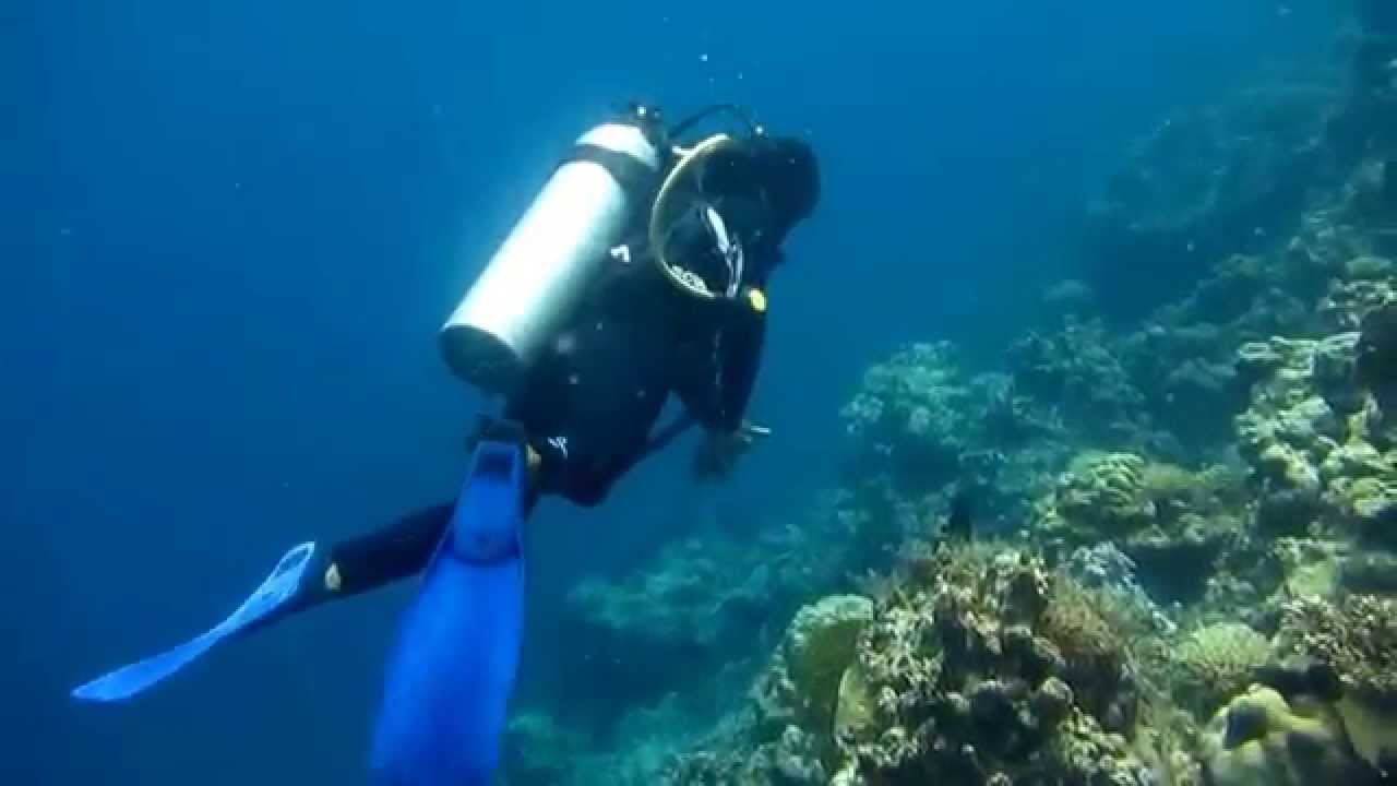 THE Coral Reef of Badian Island Resort and Spa in Cebu,Philippines ...