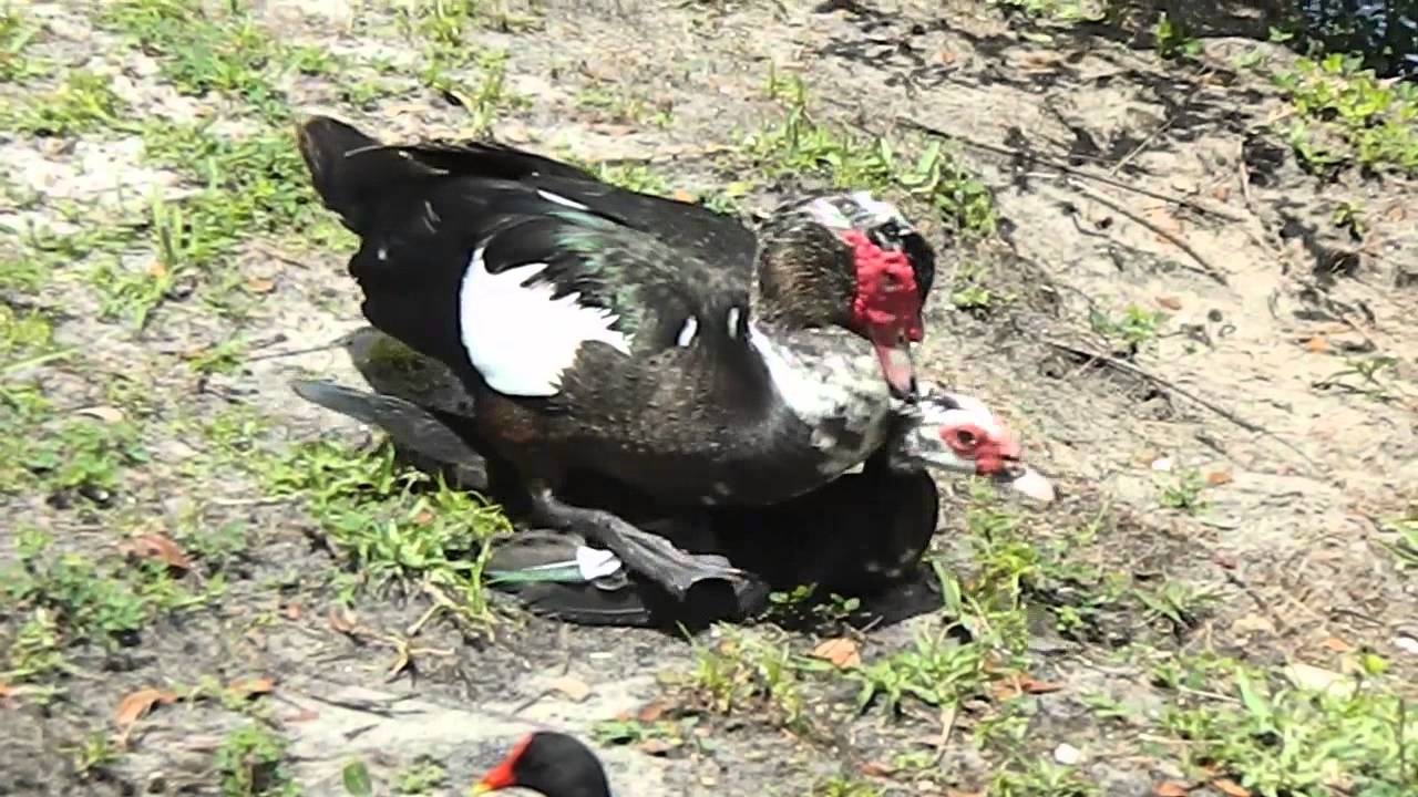 Male Muscovy duck mates successfully but leaves quickly to start a ...
