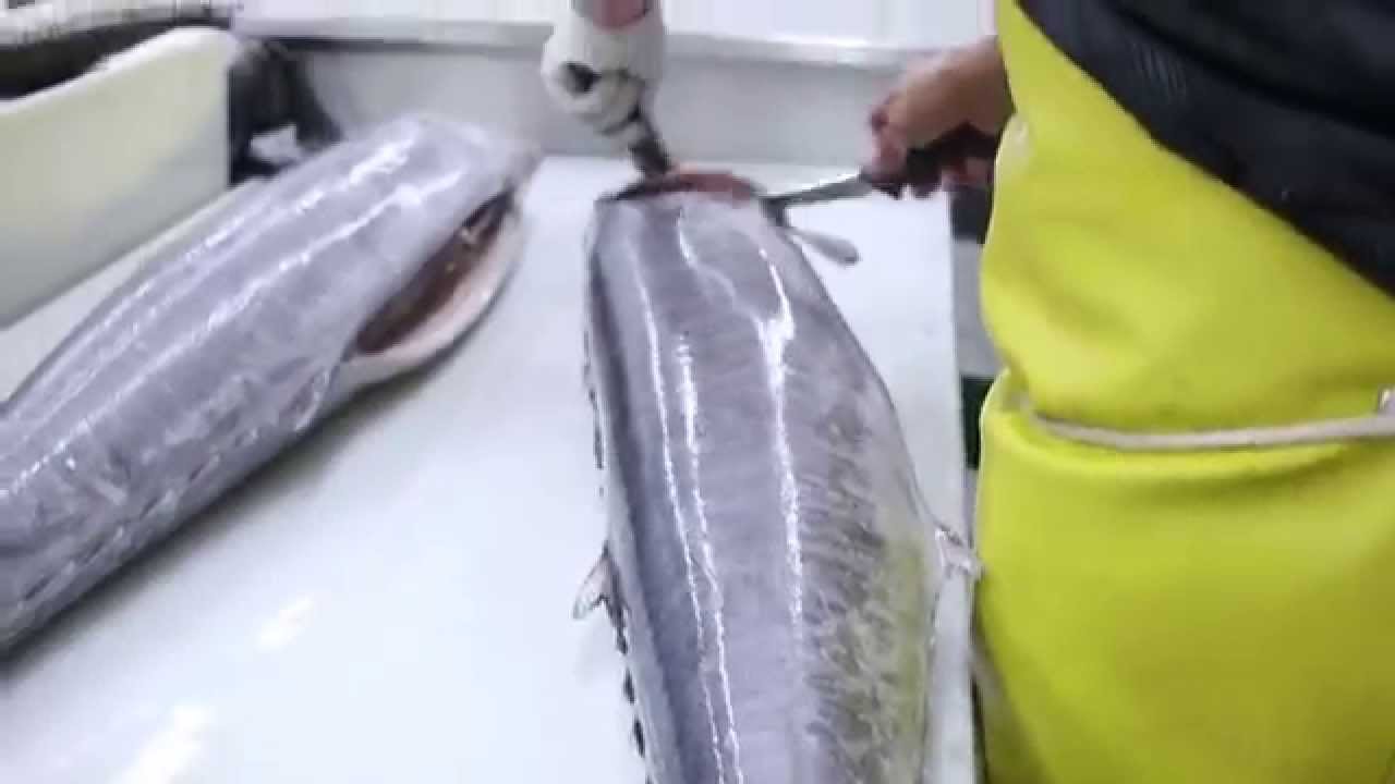 Fish Filleting- Ono (Wahoo) - YouTube