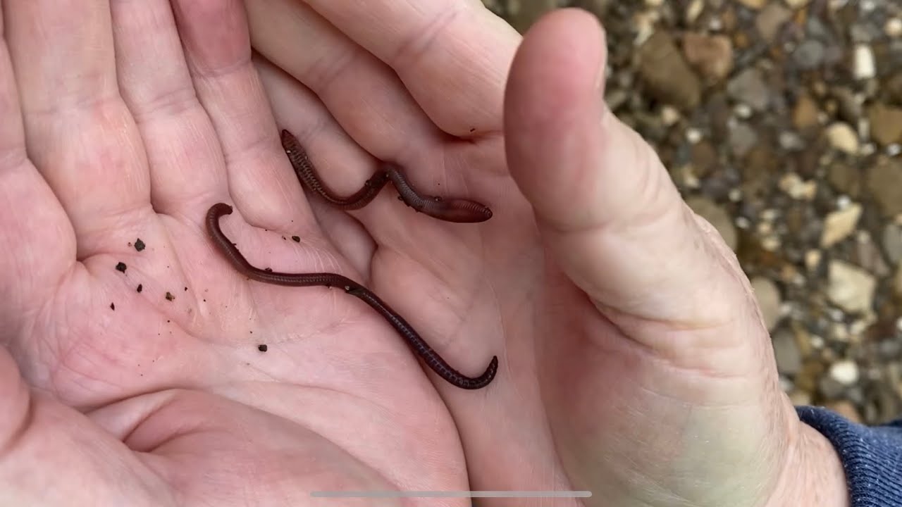 Preschool Story Time: Worms! - YouTube